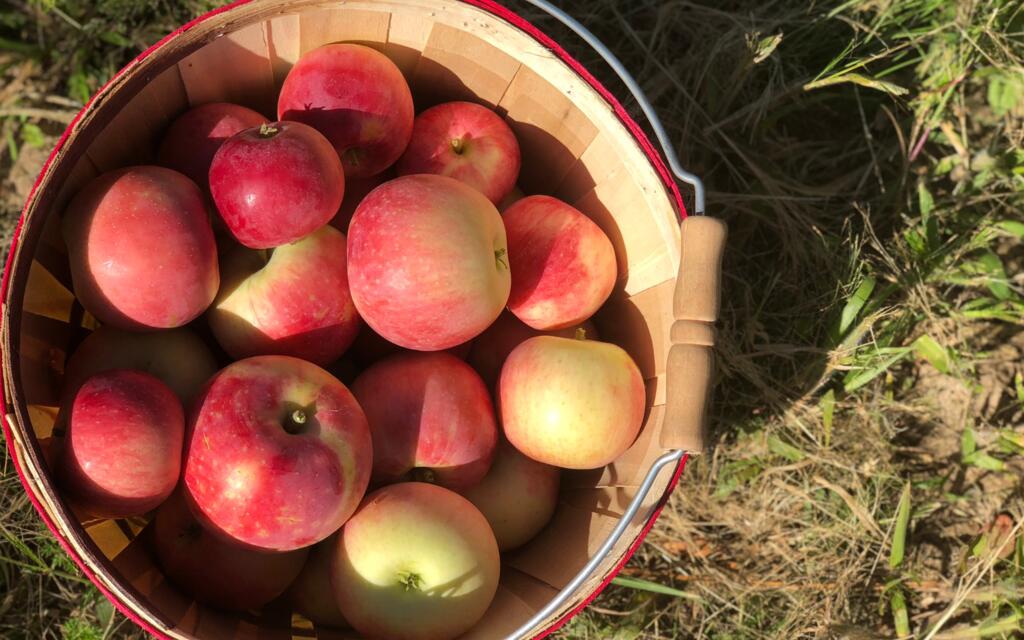 Perfect Pumpkin Patches, Apple Orchards, and Harvest Festivals | Come ...