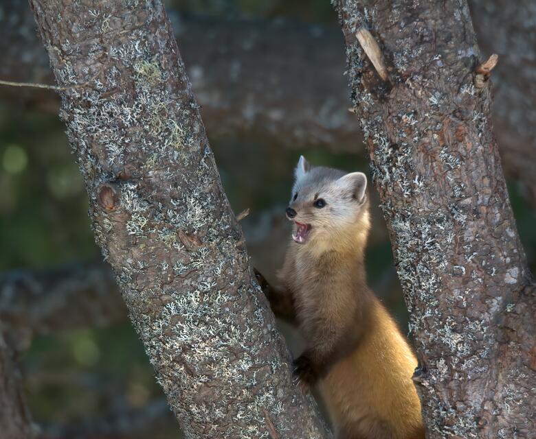 Best Spots for Wildlife Viewing this Spring | Come Wander